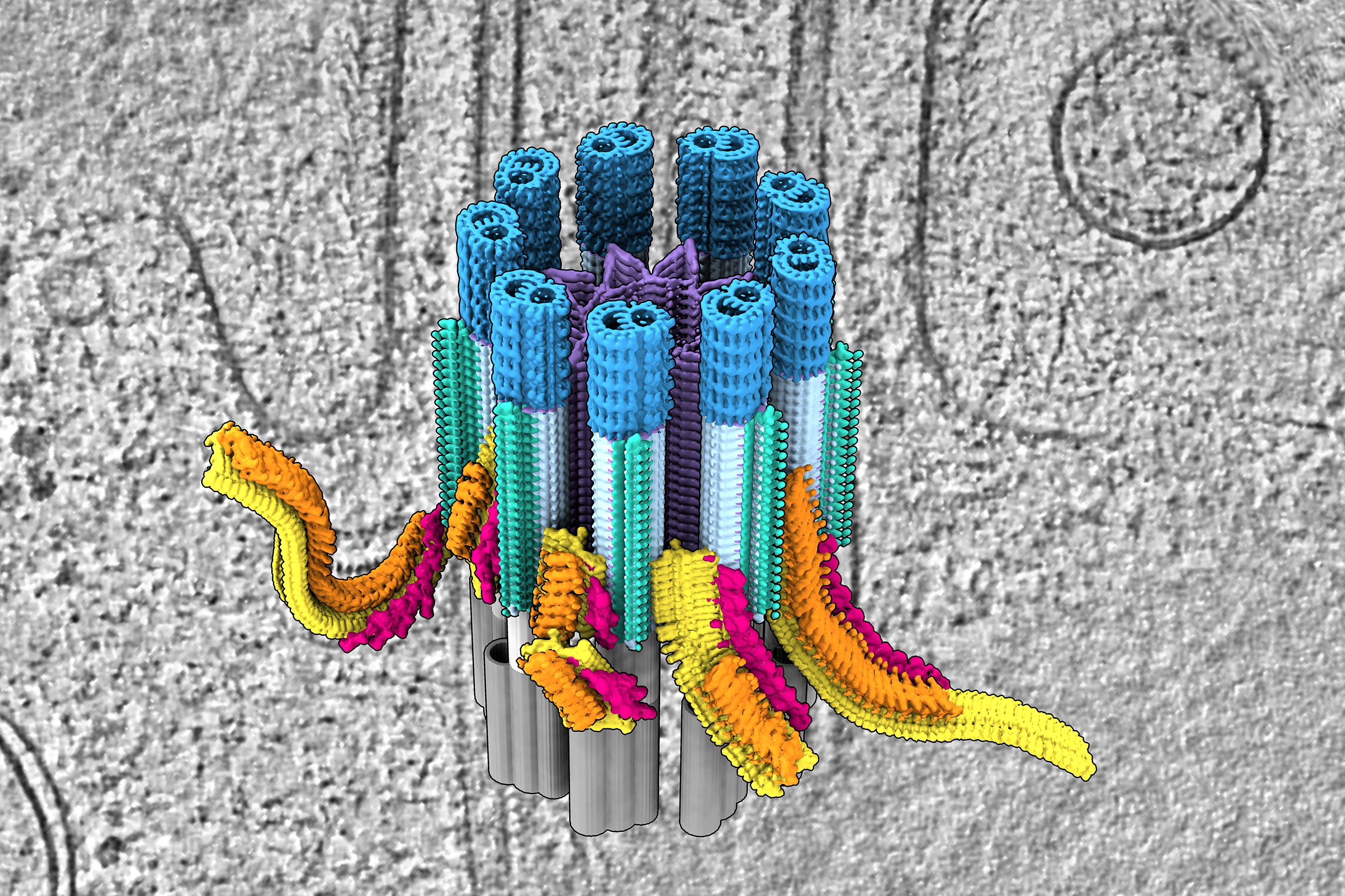 Cryo-electron Tomography